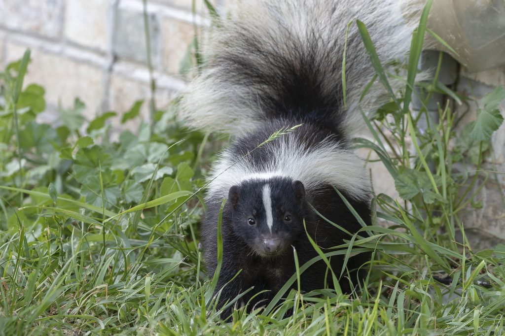 What are Skunks Good For on the Homestead? - Countryside